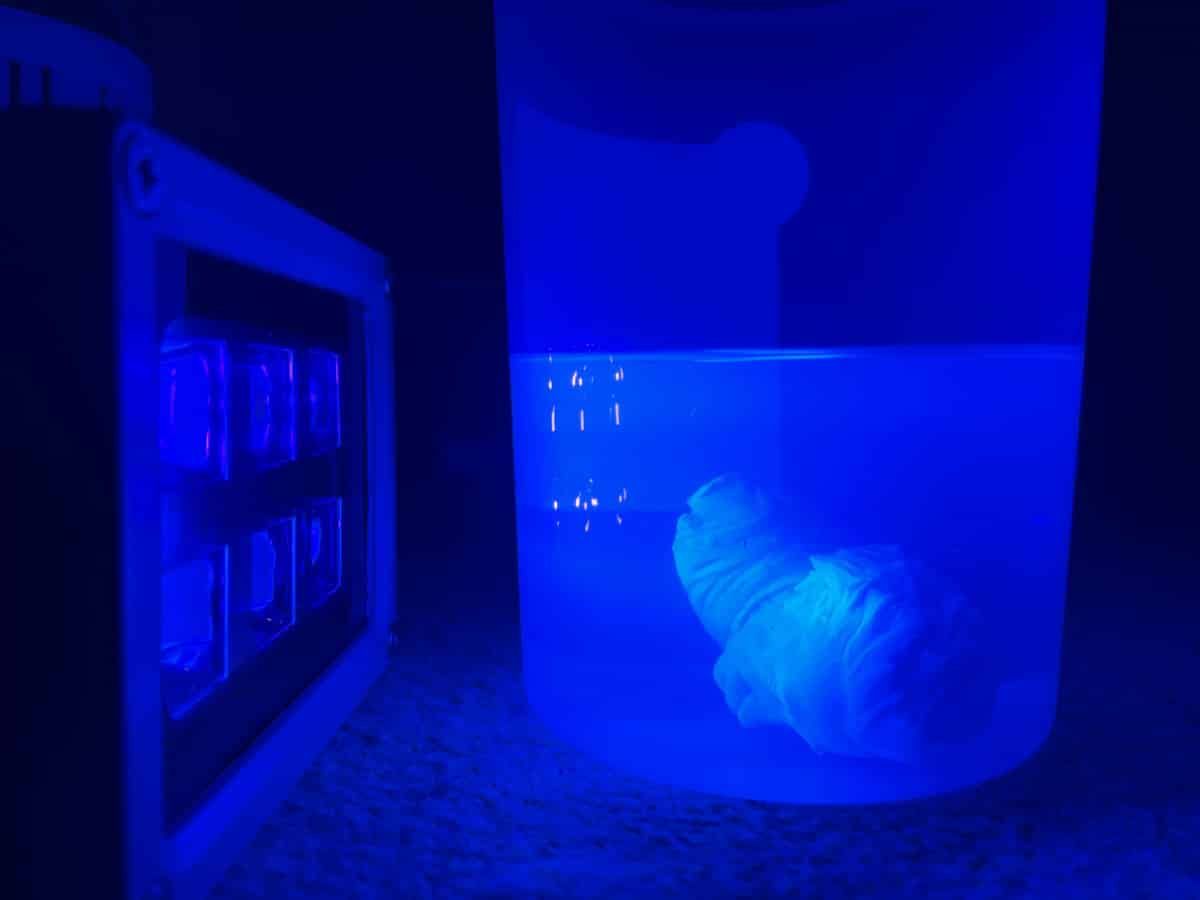 Curing Resin Prints in Water? How to Do It Properly – 3D Printerly